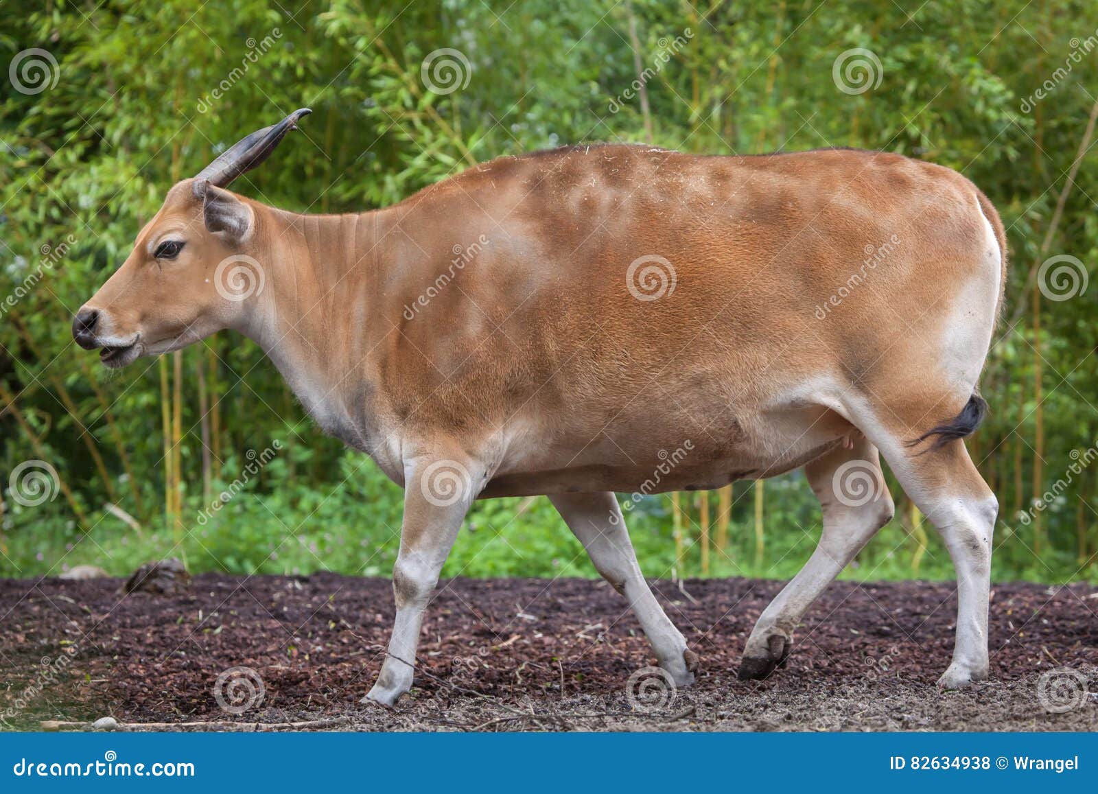 Javan Banteng Bos Javanicus, Also Known As The Tembadau Royalty-Free ...