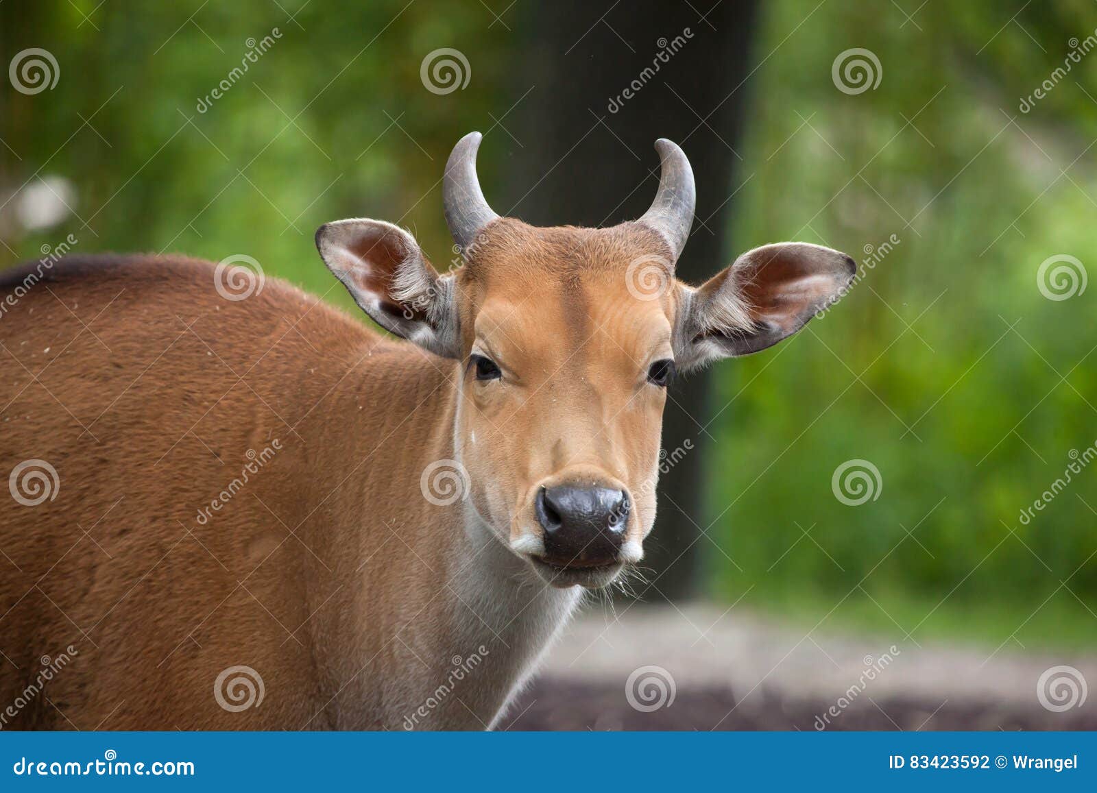 Javan Banteng Bos Javanicus, Also Known As The Tembadau Royalty-Free ...