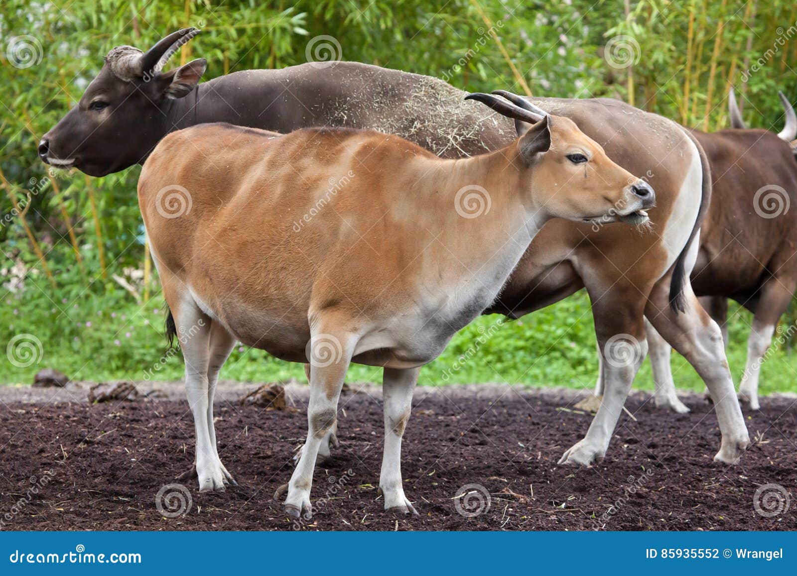 Javan Banteng Bos Javanicus Stock Photo - Image of banteng, buff: 85935552