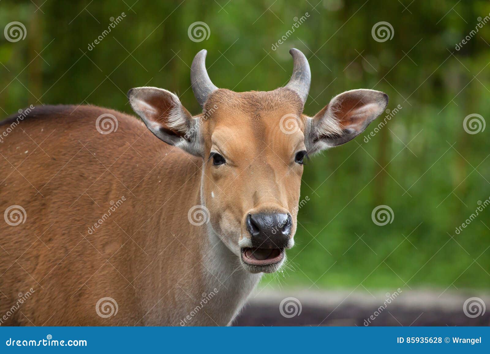 Javan Banteng Bos Javanicus, Also Known As The Tembadau Royalty-Free ...