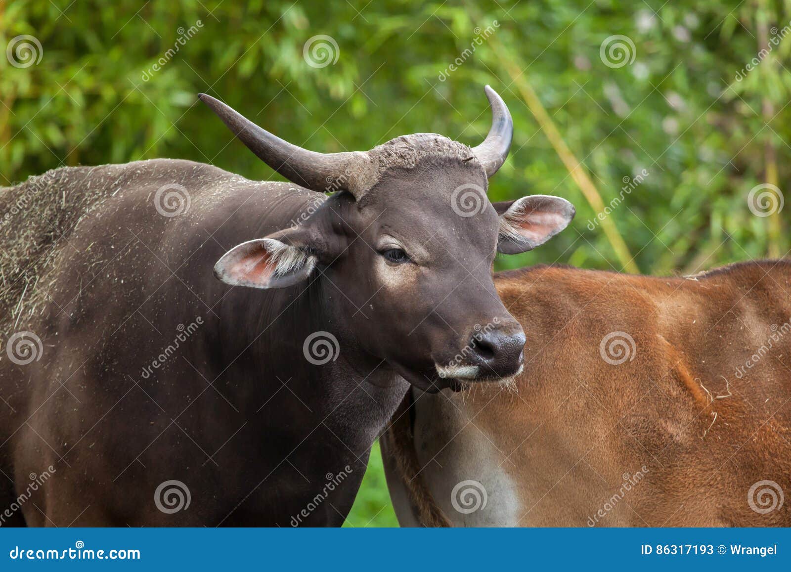 Javan Banteng Bos Javanicus Stock Image - Image of asian, artiodactyla ...