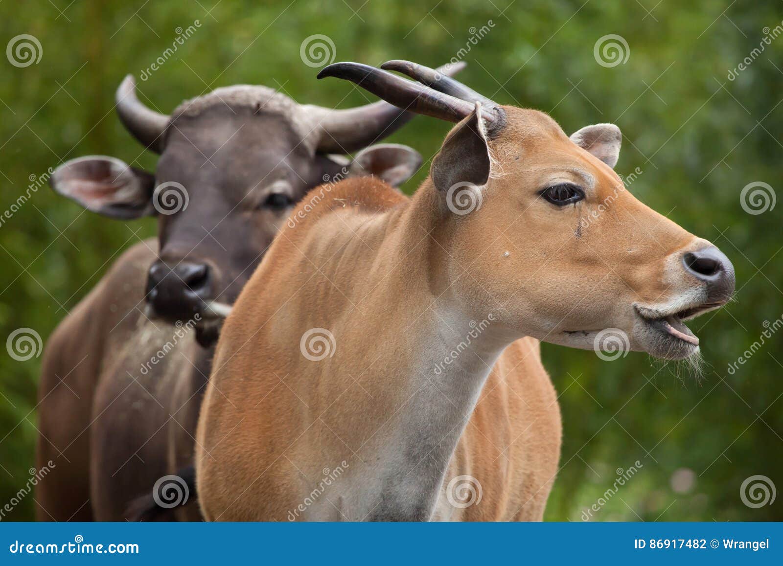Javan Banteng Bos Javanicus Stock Photo - Image of bull, forest: 86917482