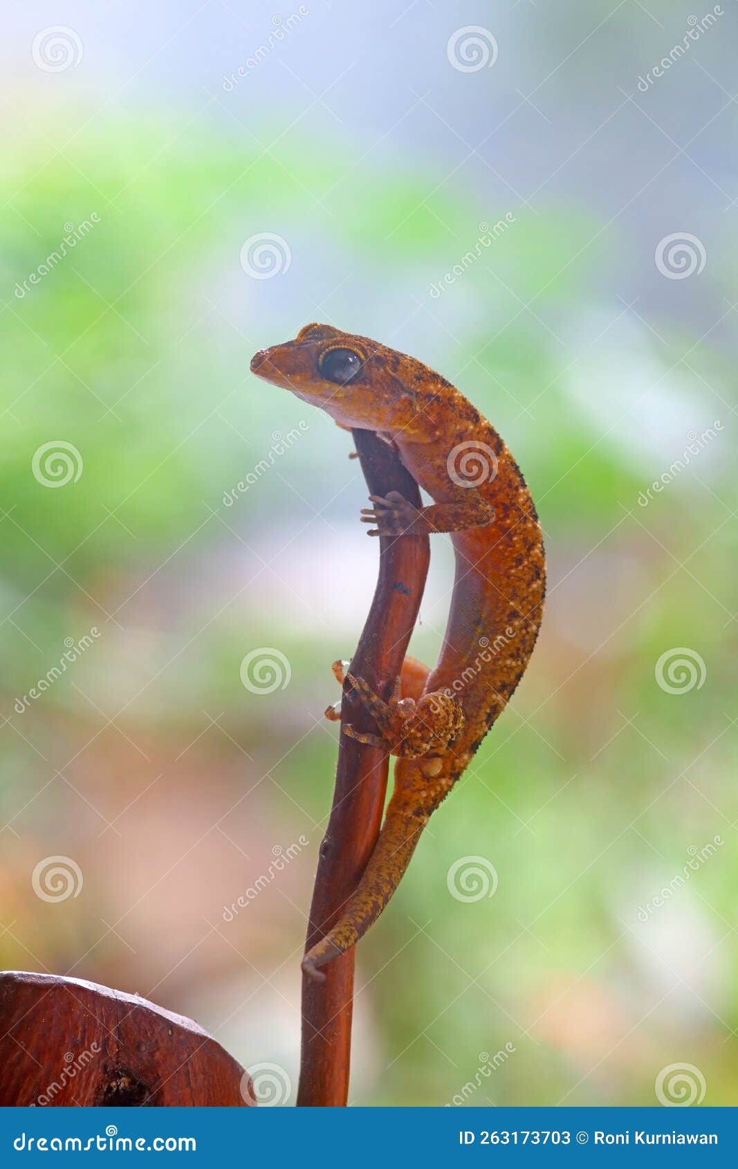 A Javan Bent-toed Gecko Basking Stock Image - Image of javan, color ...