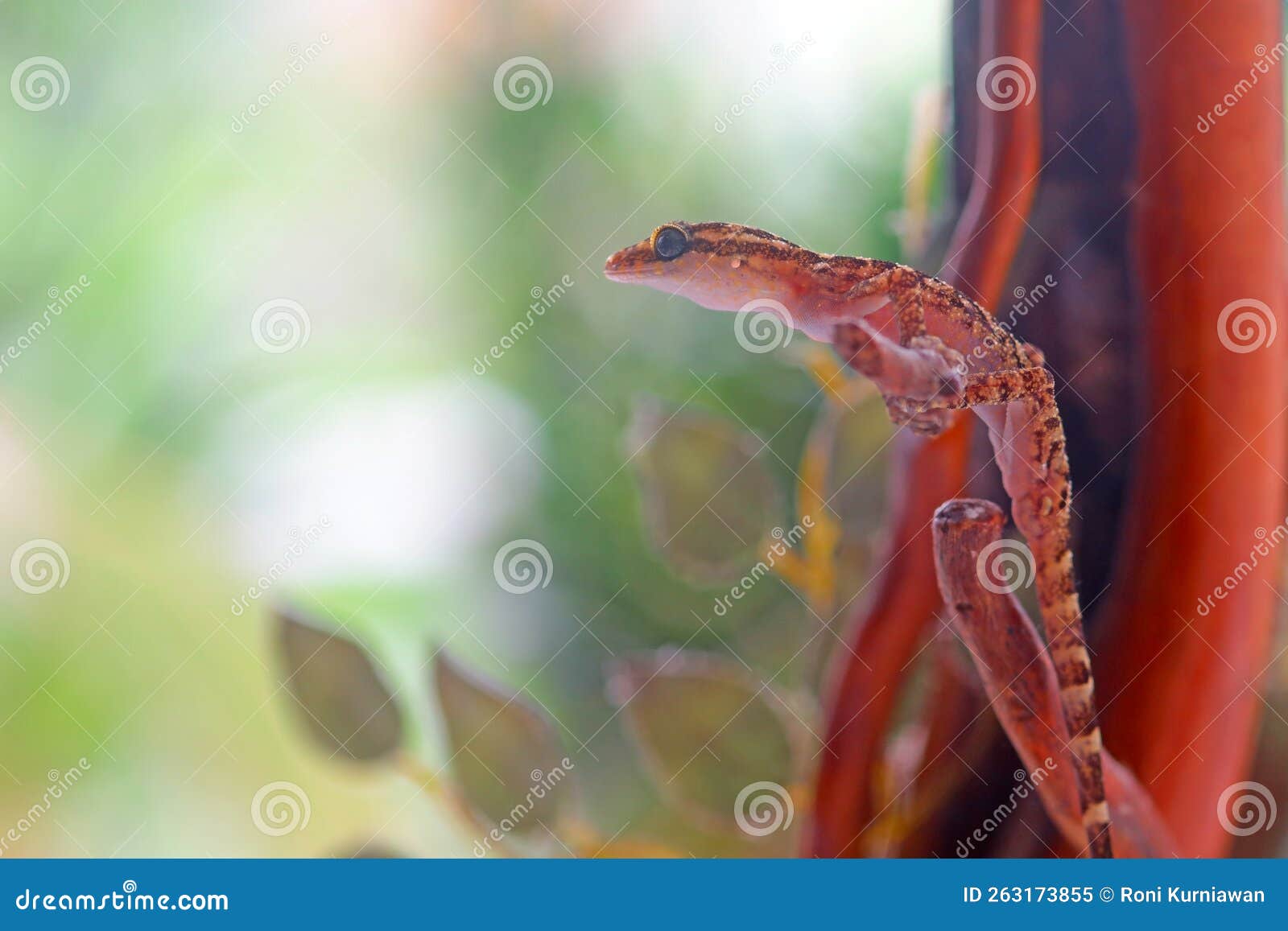 A Javan Bent-toed Gecko Basking Stock Image - Image of closeup, island ...