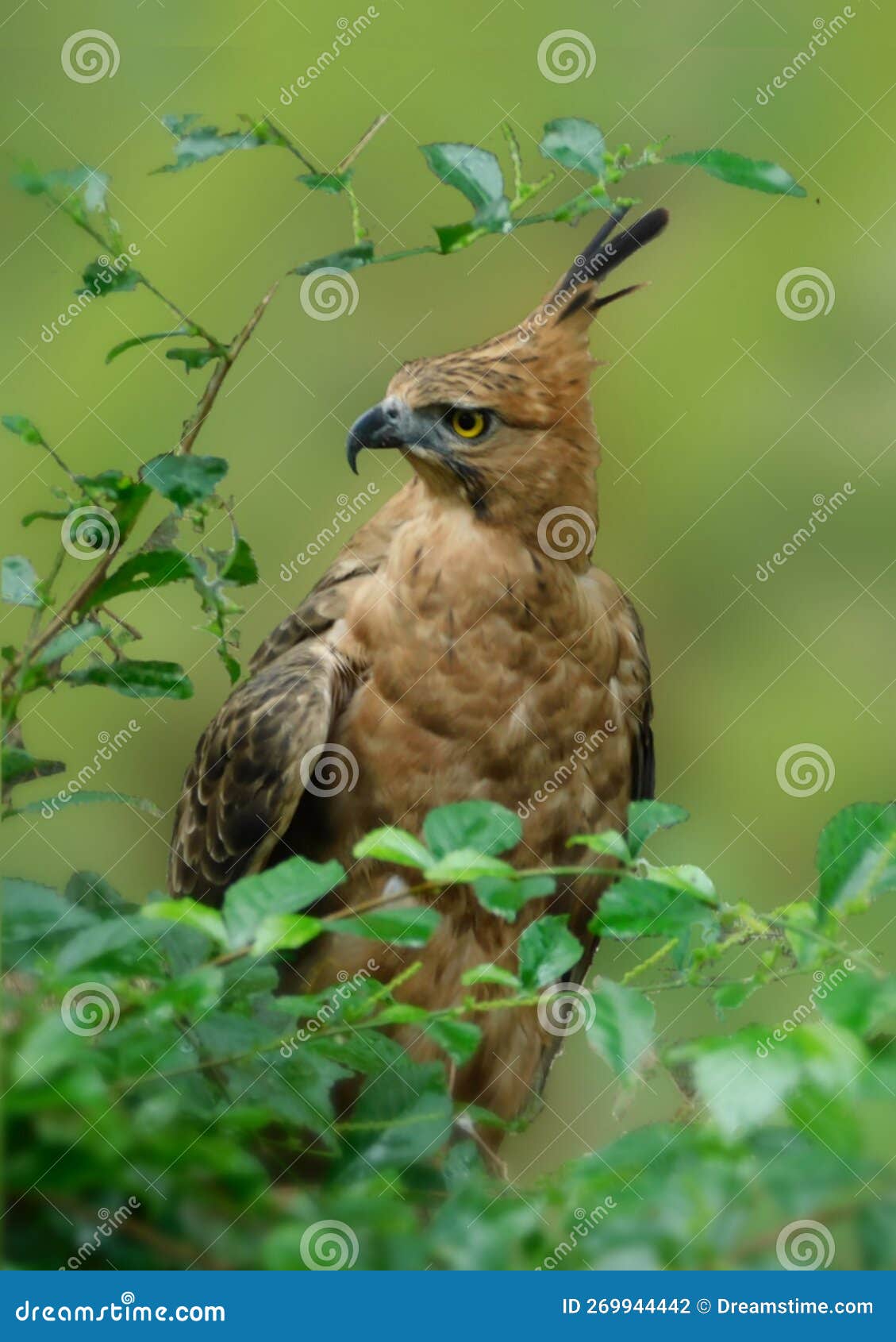 Javan Hawk-eagle in Artistic Blur Image Stock Photo - Image of acting ...