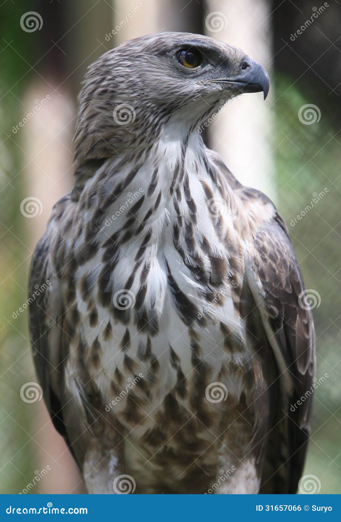 Javan Hawk stock photo. Image of solo, falcon, eagle - 31657066