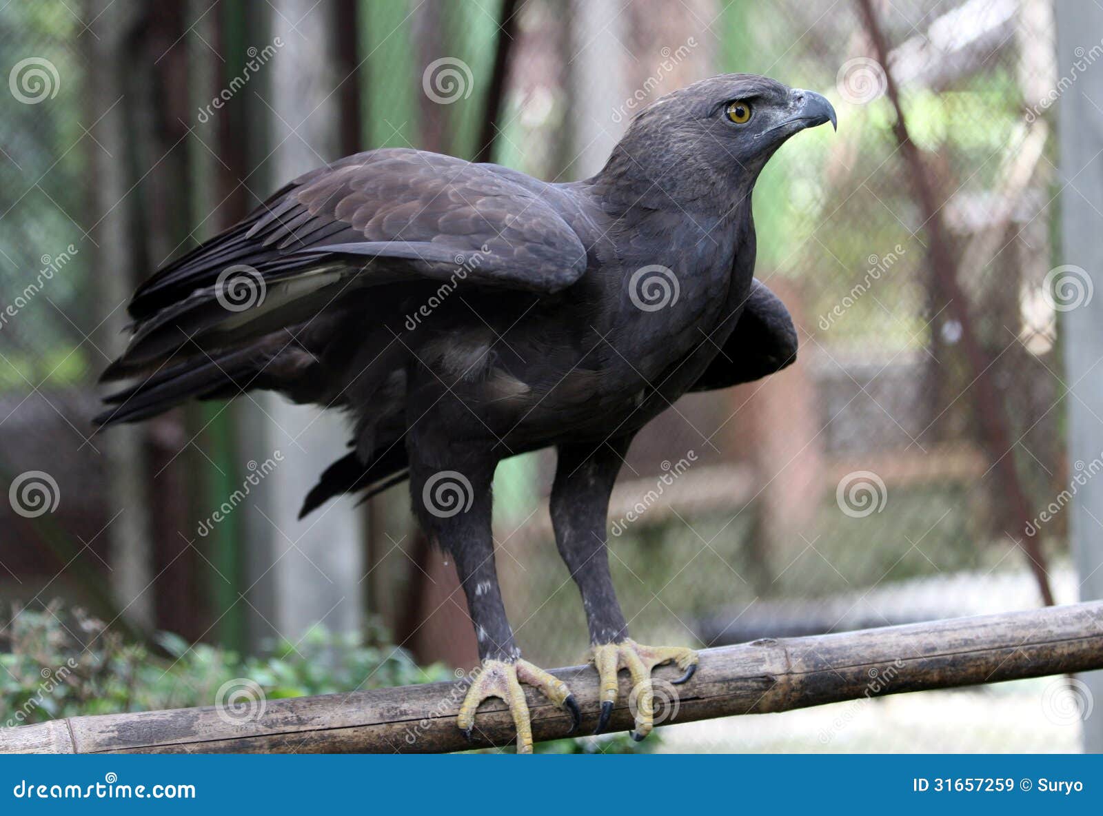 Javan Hawk stock image. Image of solo, fauna, indonesia - 31657259