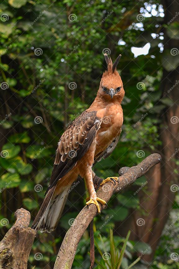 Javan Hawk Eagle Standing at Tree Branch Stock Photo - Image of outdoor ...