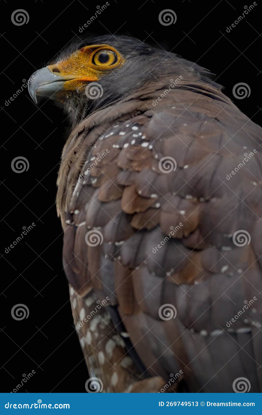 Javan Hawk Eagle Standing at Tree Branch Stock Image - Image of ...