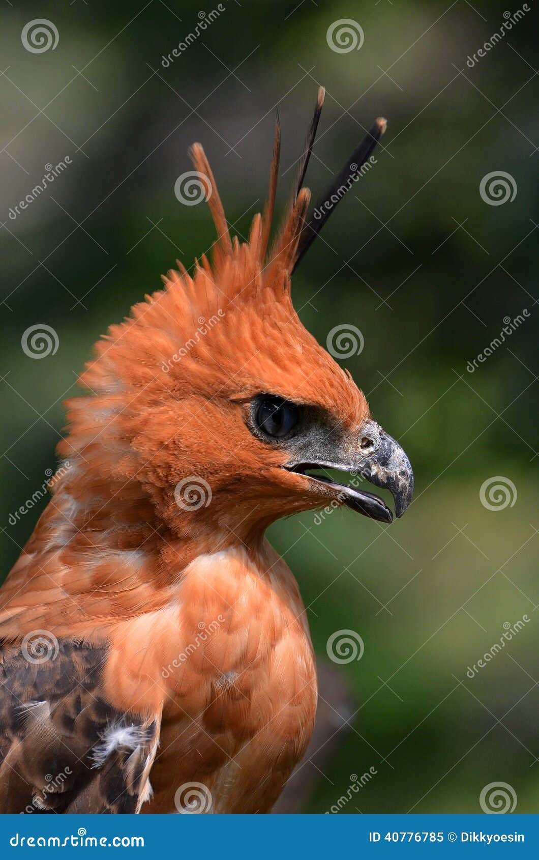 Javan hawk eagle stock image. Image of hawk, wildlife - 40776785