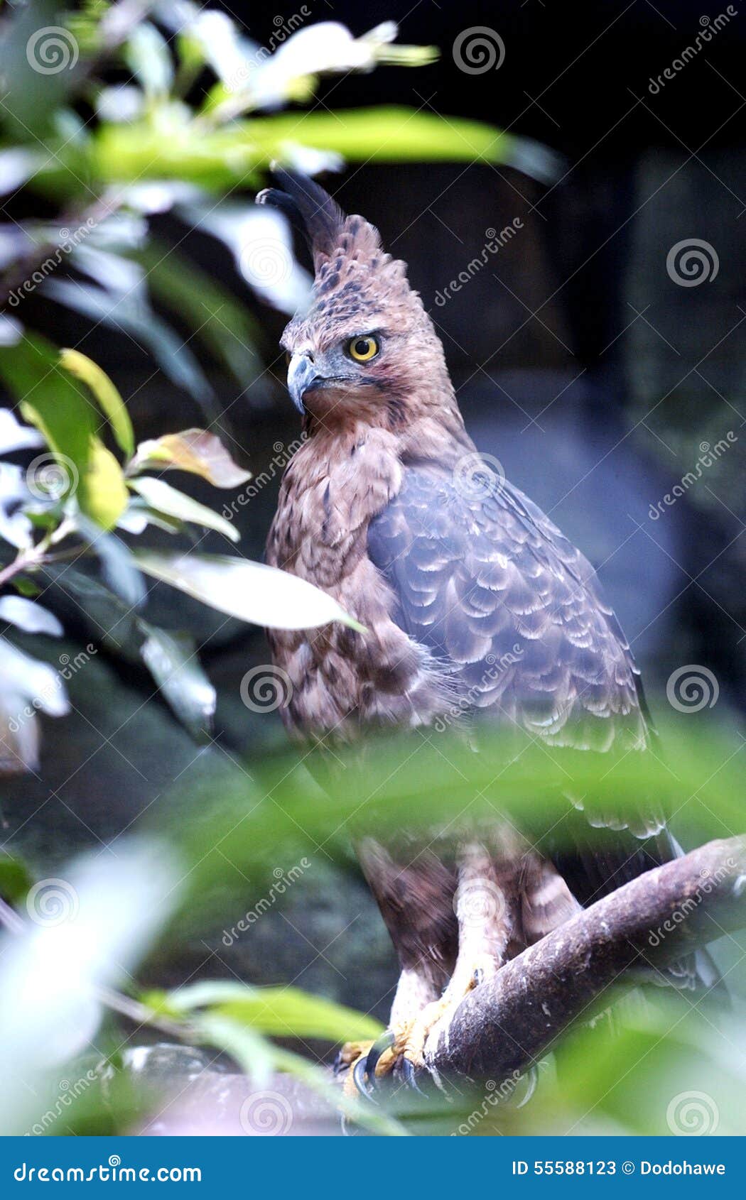 The Javan hawk-eagle stock image. Image of closeup, bird - 55588123