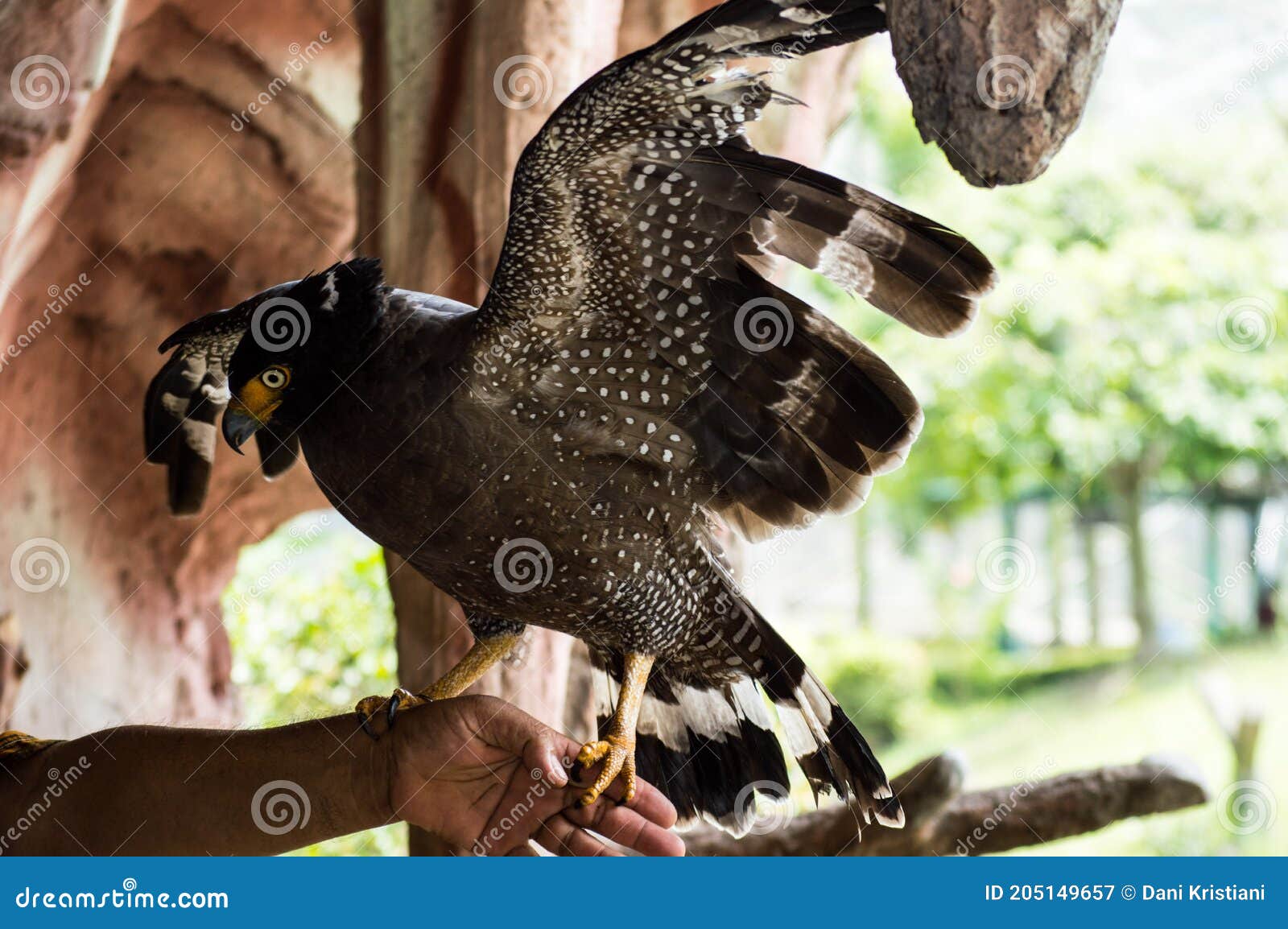 Javan Hawk Or Elang Jawa In Indonesian Languange. An Endangered Species ...