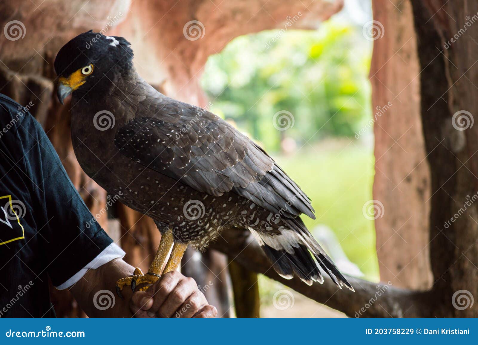 Javan Hawk Or Elang Jawa In Indonesian Languange. An Endangered Species ...