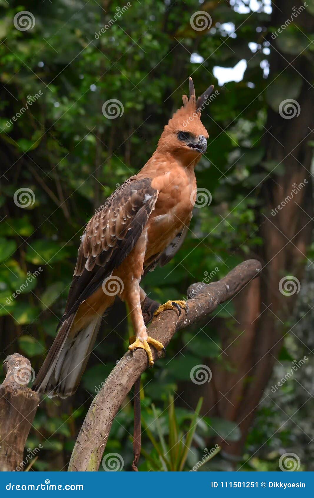 Javan Hawk Eagle Standing at Tree Branch Stock Image - Image of hawk ...