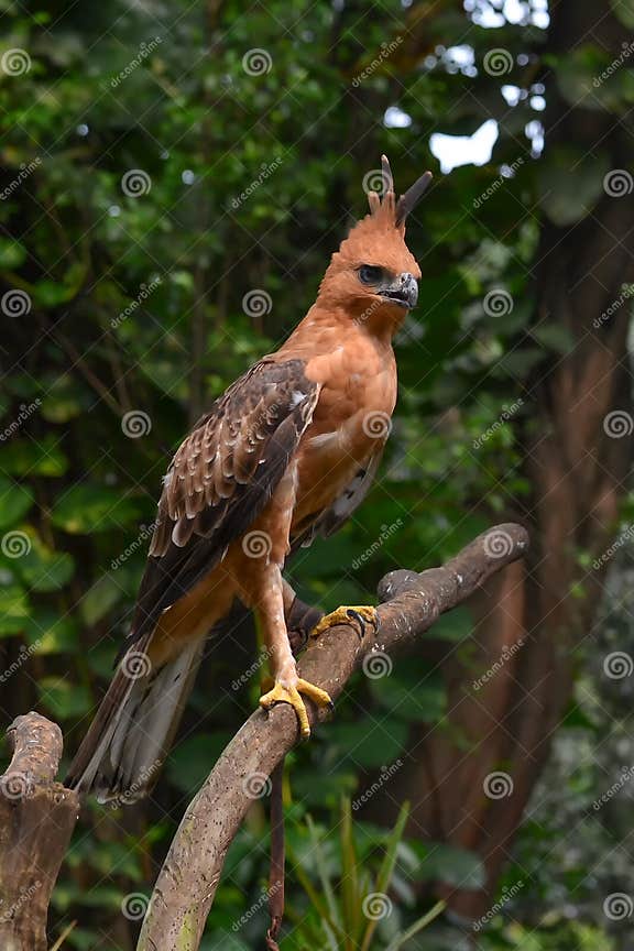 Javan Hawk Eagle Standing at Tree Branch Stock Image - Image of hawk ...