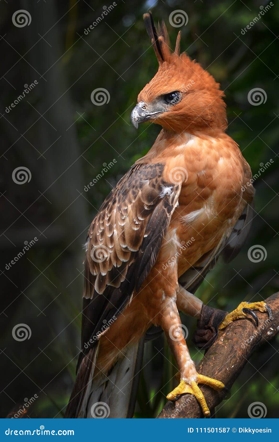 Javan Hawk Or Elang Jawa In Indonesian Languange. An Endangered Species ...