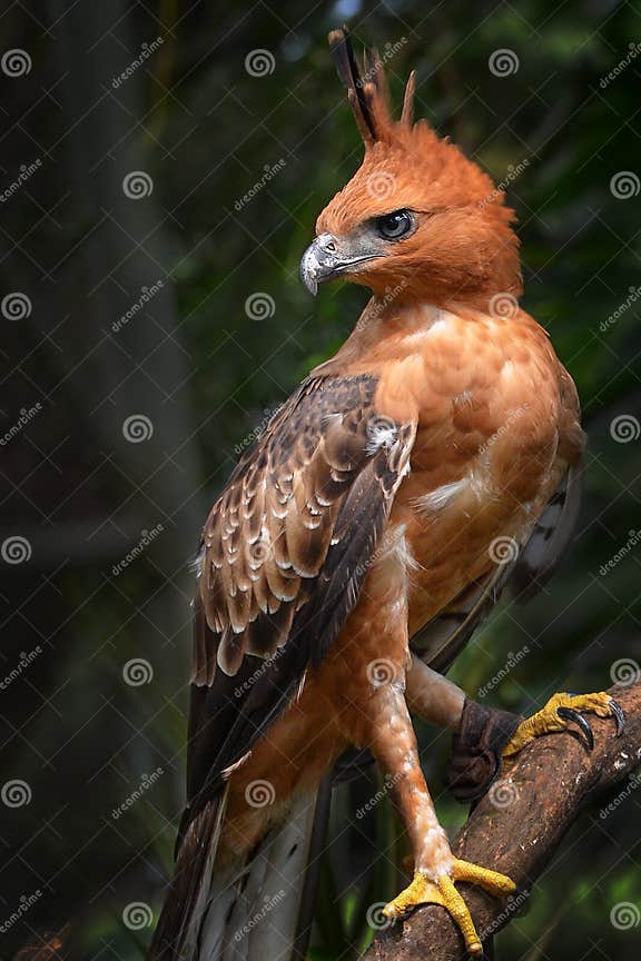 Javan Hawk Eagle Standing at Tree Branch Stock Image - Image of tree ...