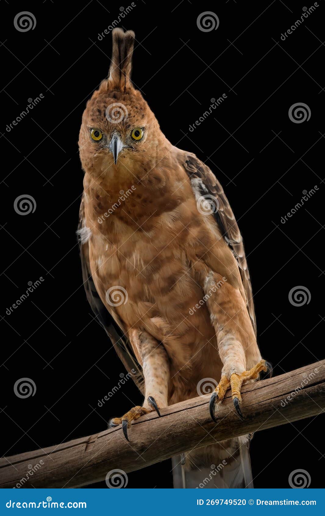 Javan Hawk Eagle Standing at Tree Branch Stock Photo - Image of bull ...