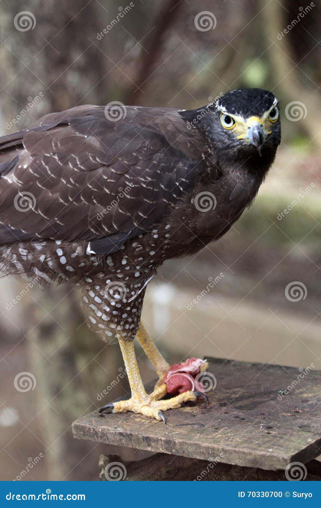 Javan Hawk Or Elang Jawa In Indonesian Languange. An Endangered Species ...