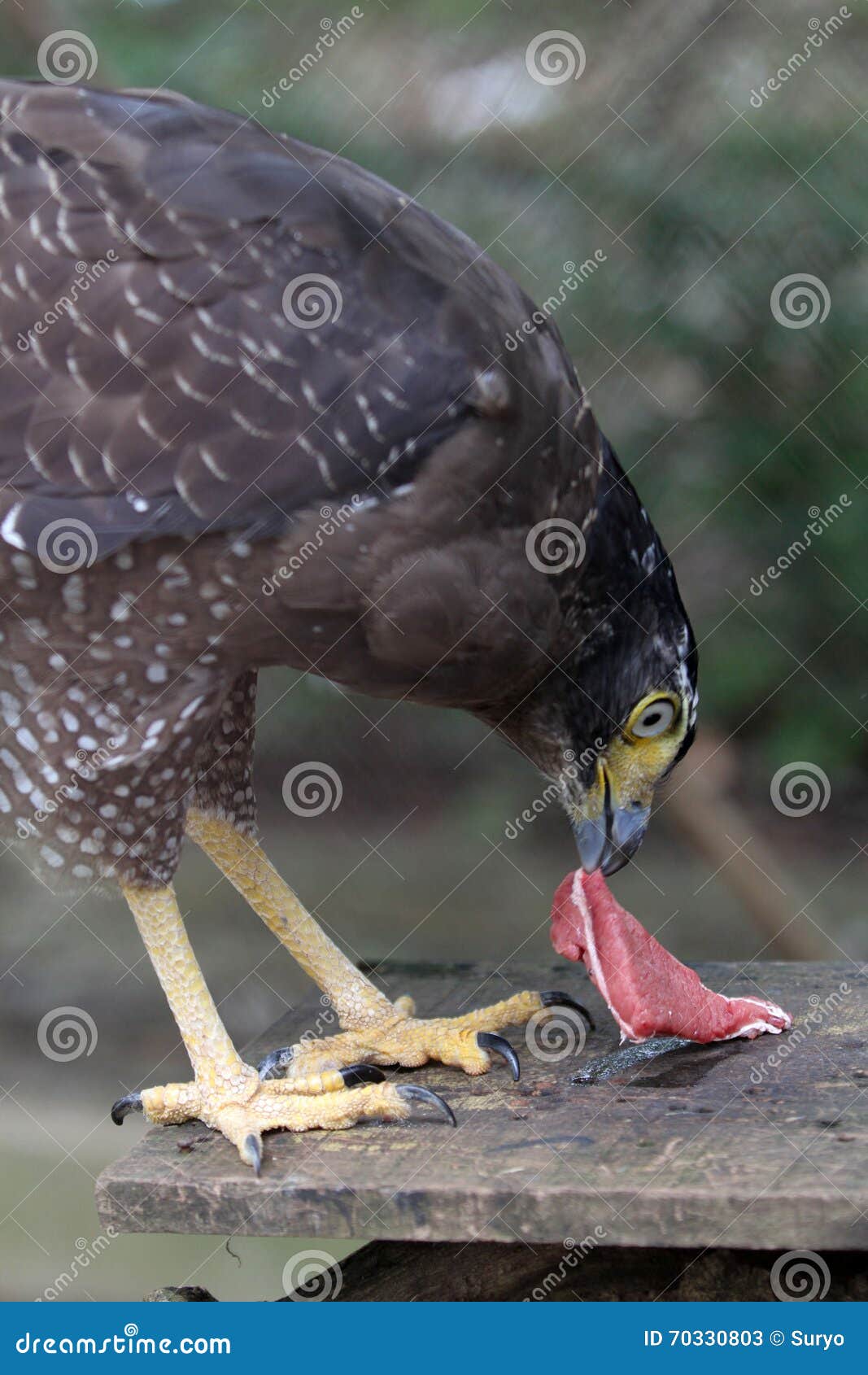Javan Hawk Or Elang Jawa In Indonesian Languange. An Endangered Species ...