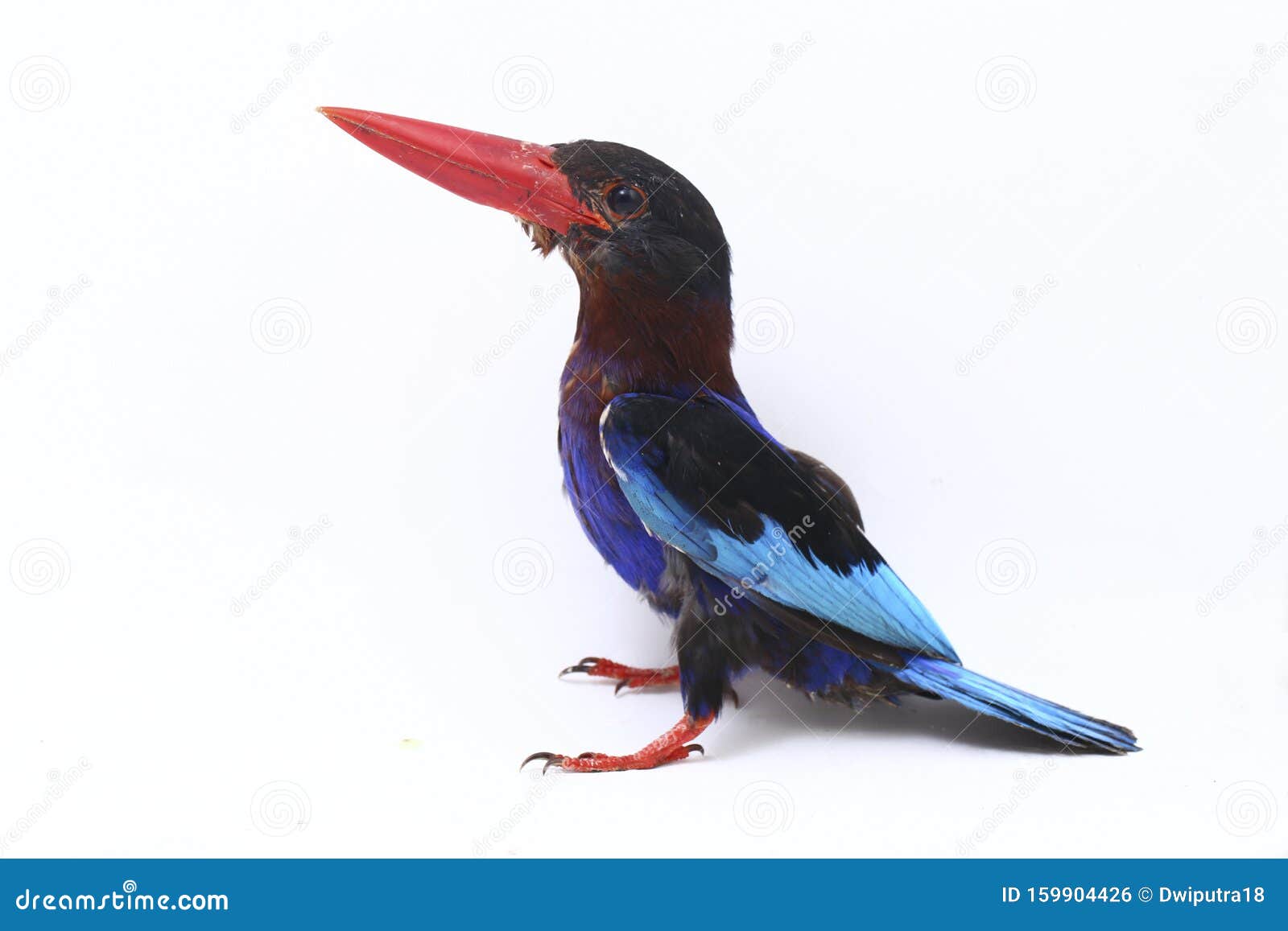 Javan Kingfisher, Sometimes Called the Blue-bellied Kingfishe Endemic ...