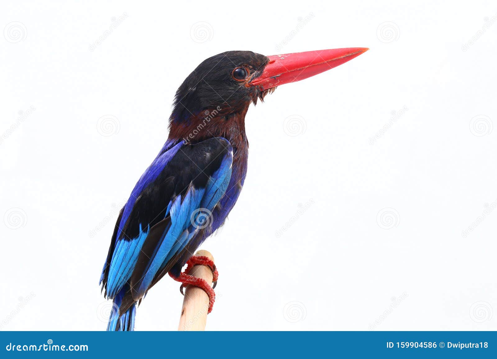 Javan Kingfisher, Sometimes Called the Blue-bellied Kingfishe Endemic ...