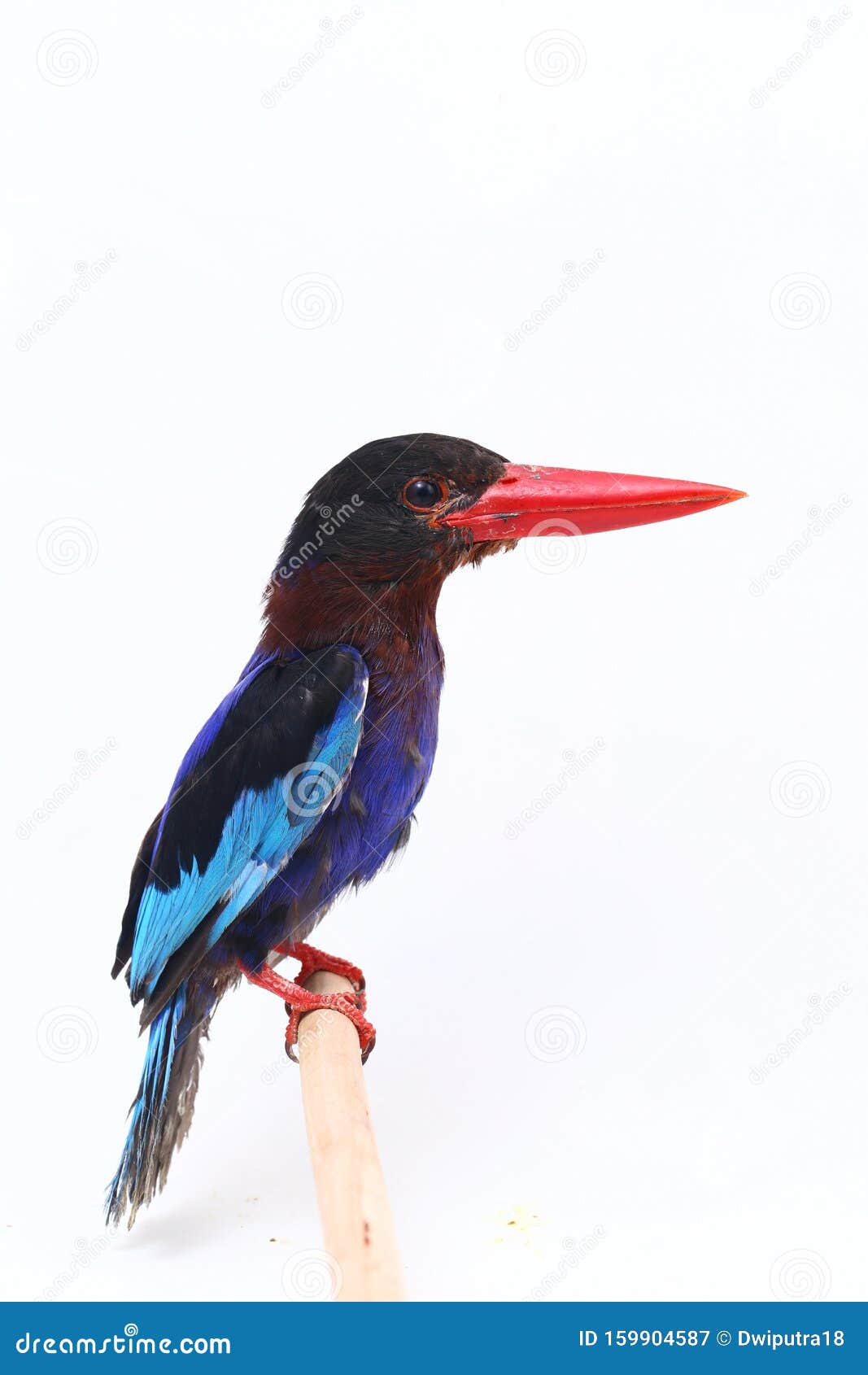 Javan Kingfisher, Sometimes Called the Blue-bellied Kingfishe Endemic ...