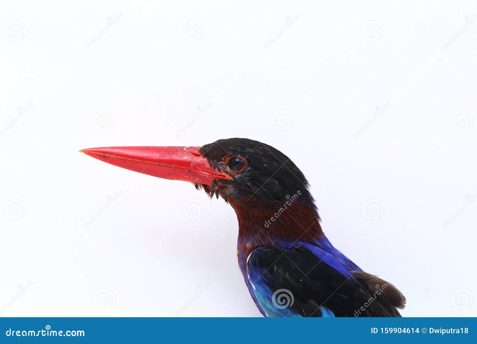Javan Kingfisher, Sometimes Called the Blue-bellied Kingfishe Endemic ...