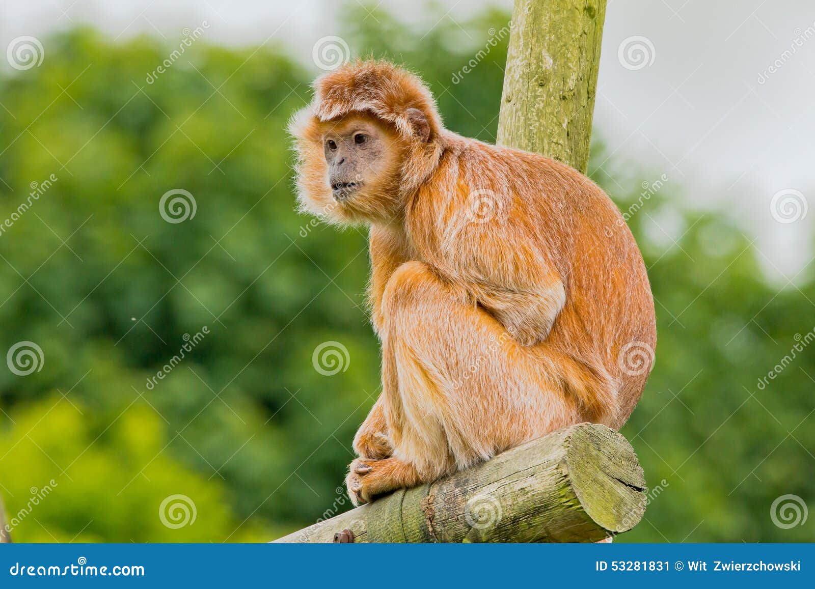Javan Langur stock image. Image of trachypithecus, auratus - 53281831