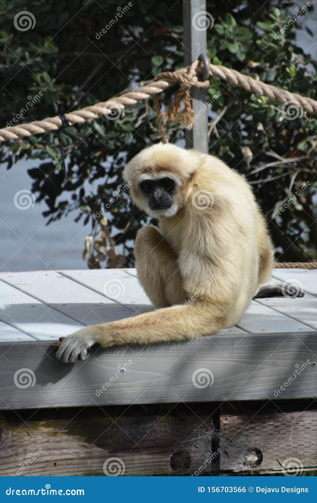 Javan Langur Monkey Sitting Up on a Bridge Stock Photo - Image of ...
