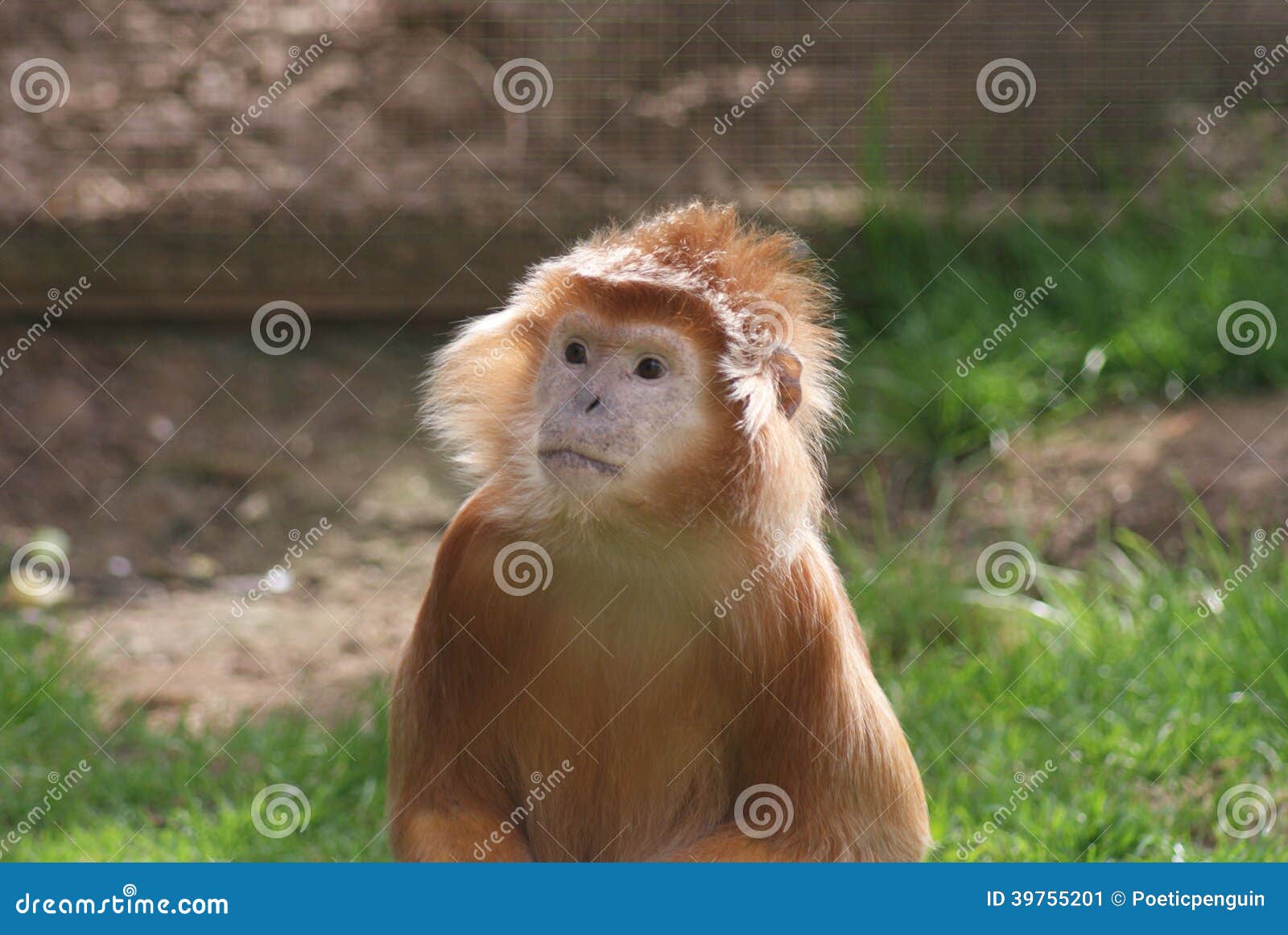 Javan Langur - Trachypithecus Auratus Stock Image - Image of javan ...