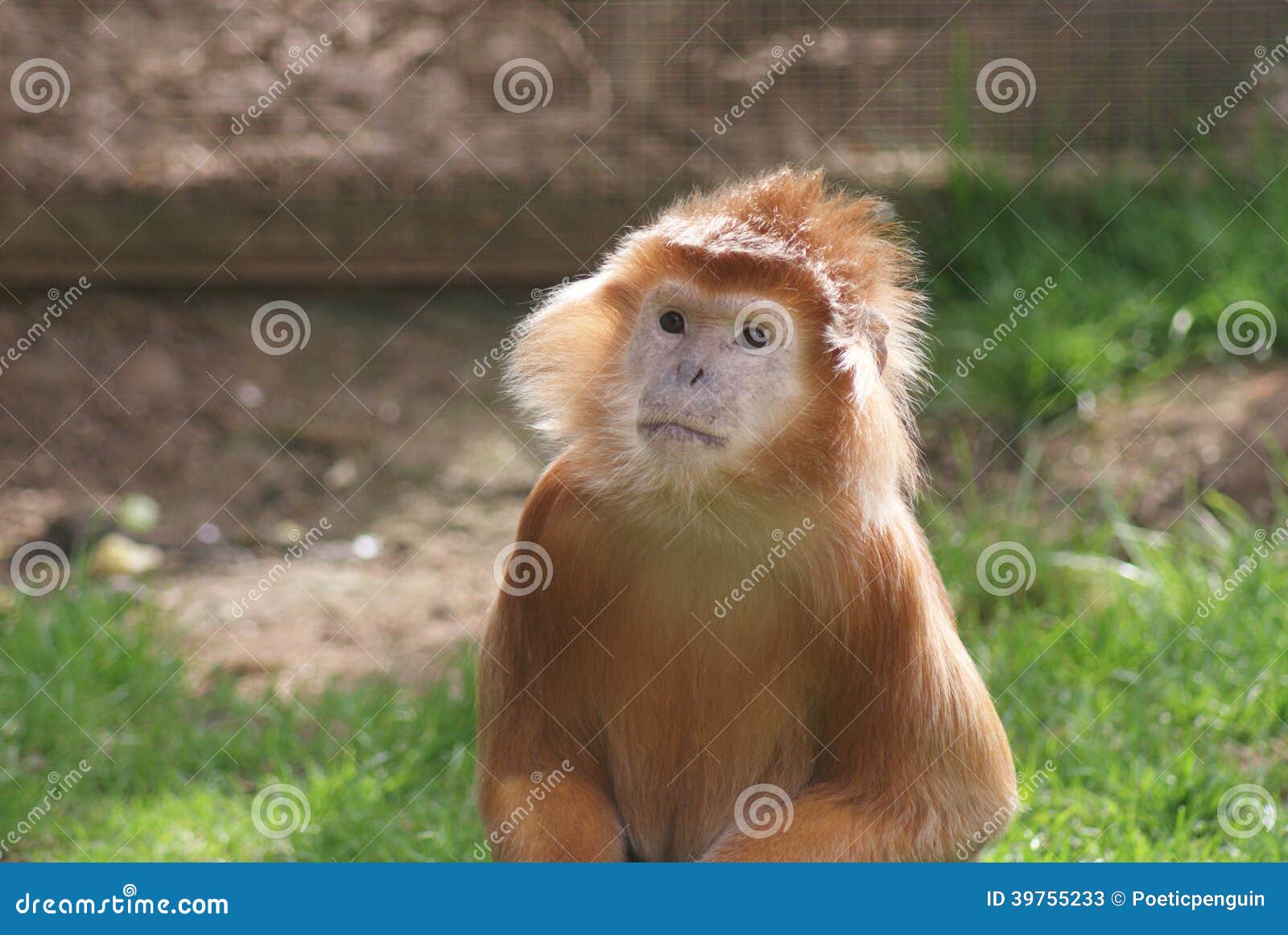 Javan Langur - Trachypithecus Auratus Stock Image - Image of wildlife ...