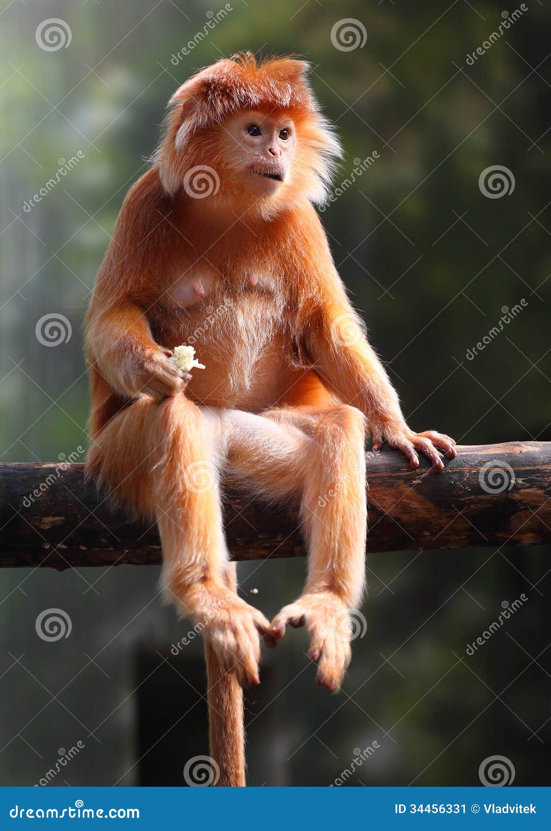 The Javan Langur (Trachypithecus Auratus). Stock Image - Image of ...