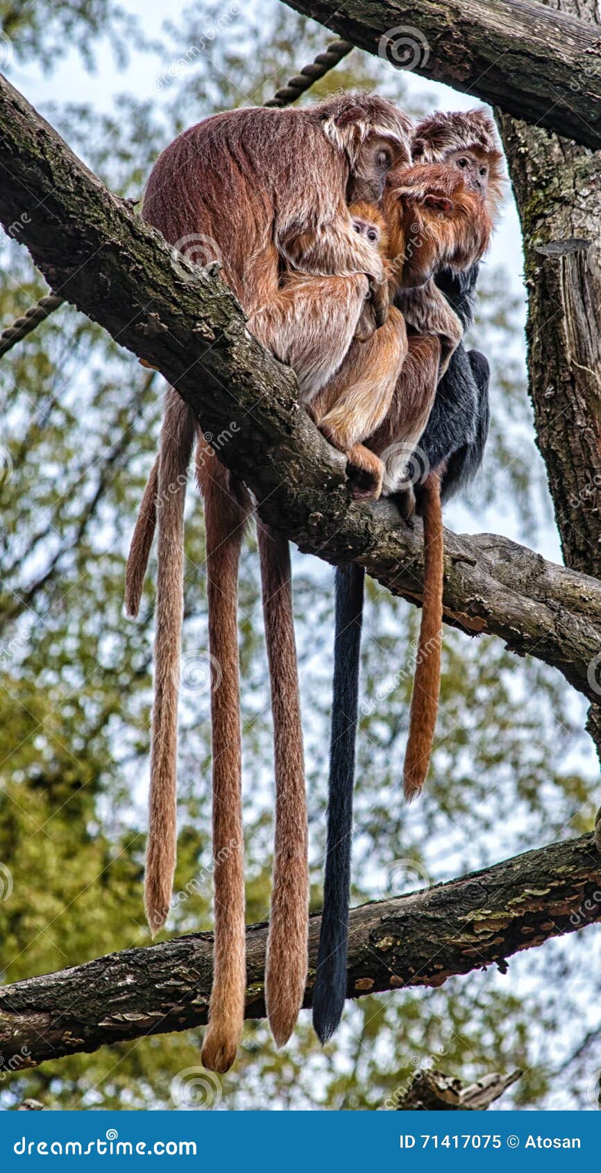 The Javan Langur (Trachypithecus Auratus) Stock Image - Image of ears ...
