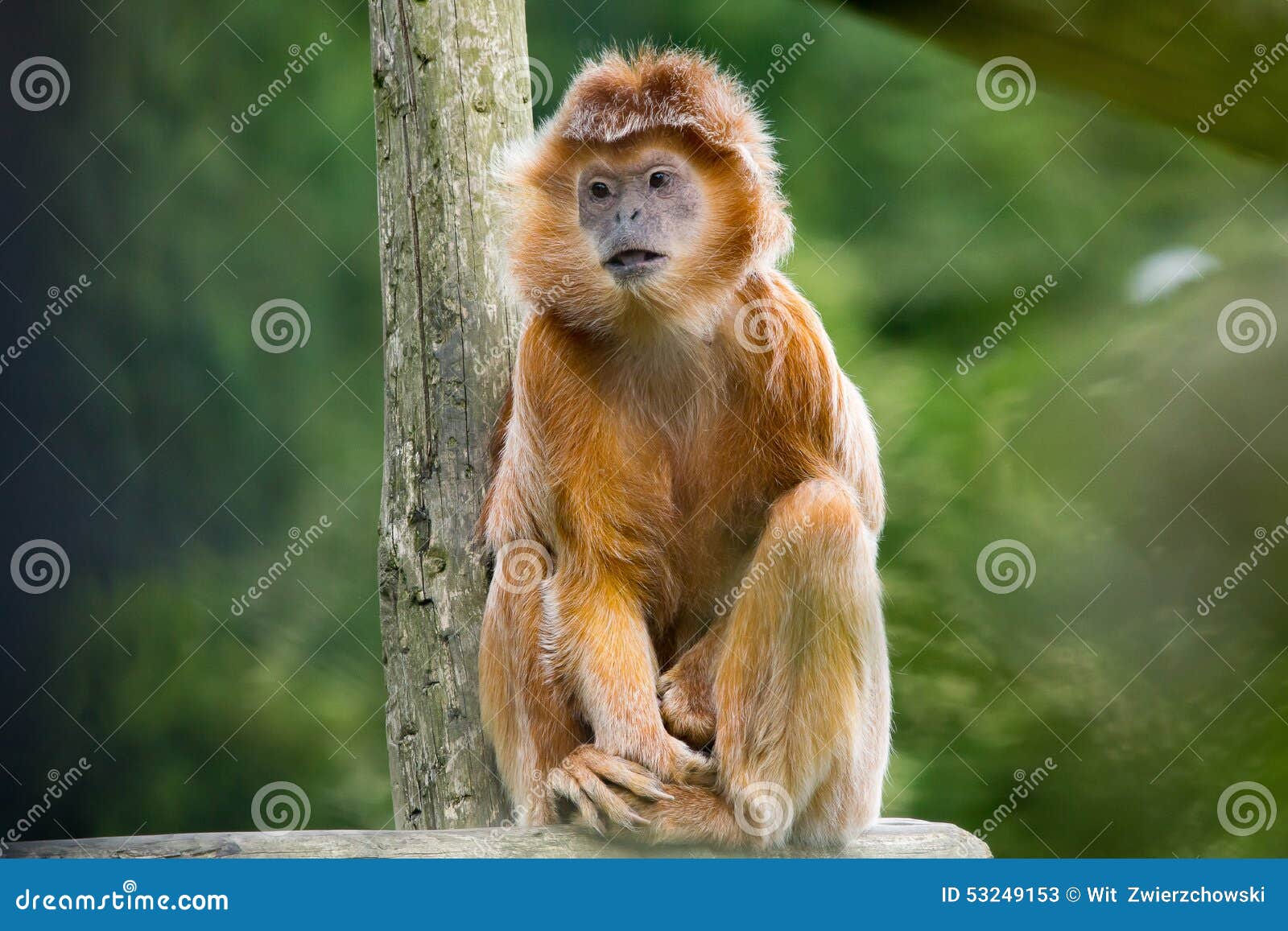 The Javan Langur (Trachypithecus Auratus) Stock Image - Image of ...