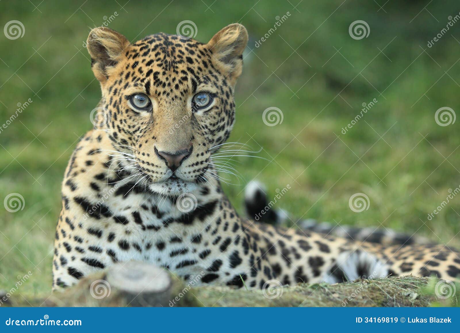 Javan Leopard