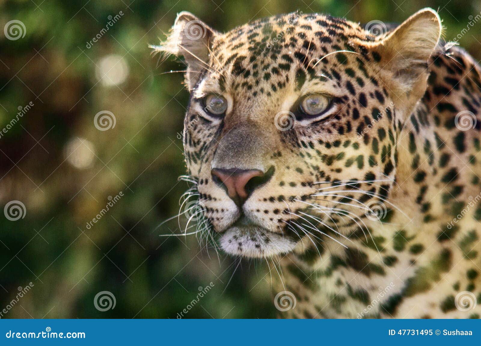 Javan-Leopard stockbild. Bild von gesicht, augen, tier - 47731495