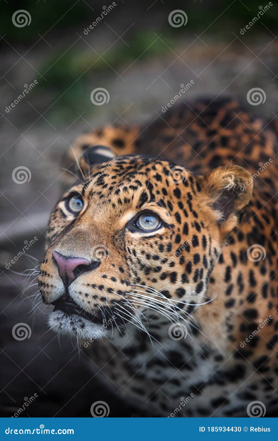 Javan leopard stock photo. Image of nature, panther - 185934430