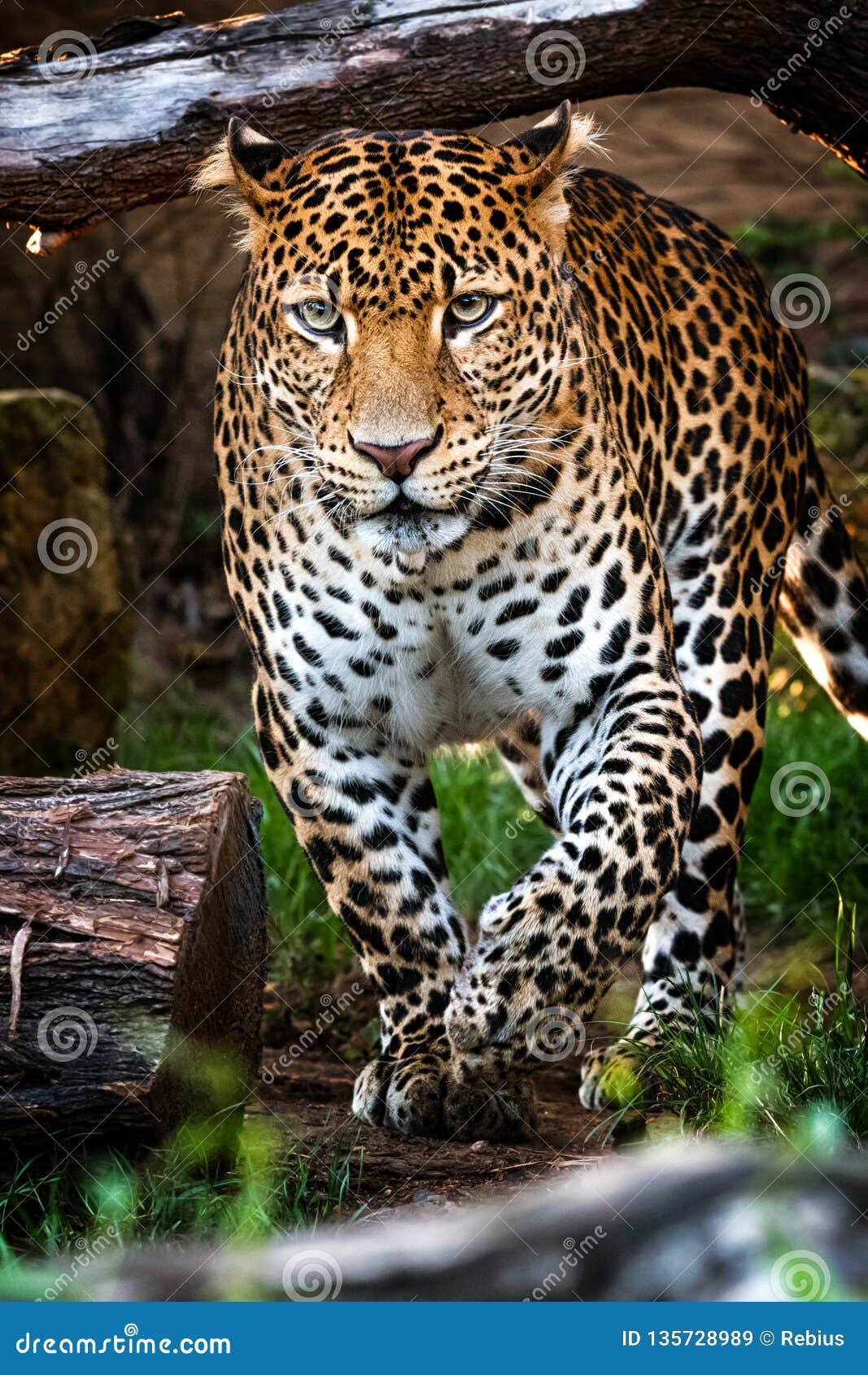 Javan leopard stock image. Image of leopard, portrait - 135728989