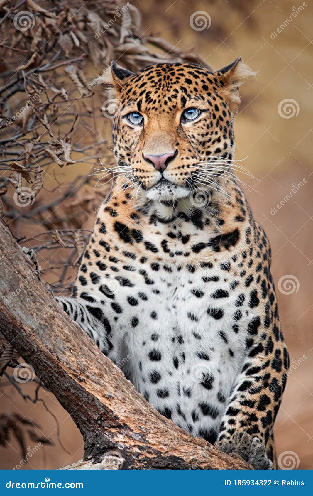 Javan Leopard