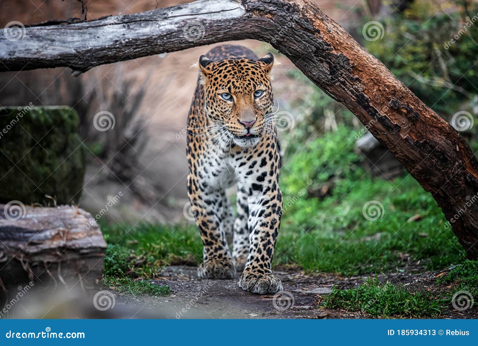 Javan leopard stock image. Image of animal, javan, dangerous - 185934313