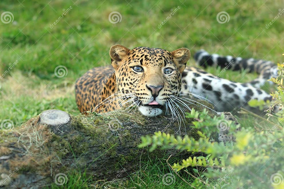 Javan leopard stock image. Image of melas, mammal, grass - 49058673