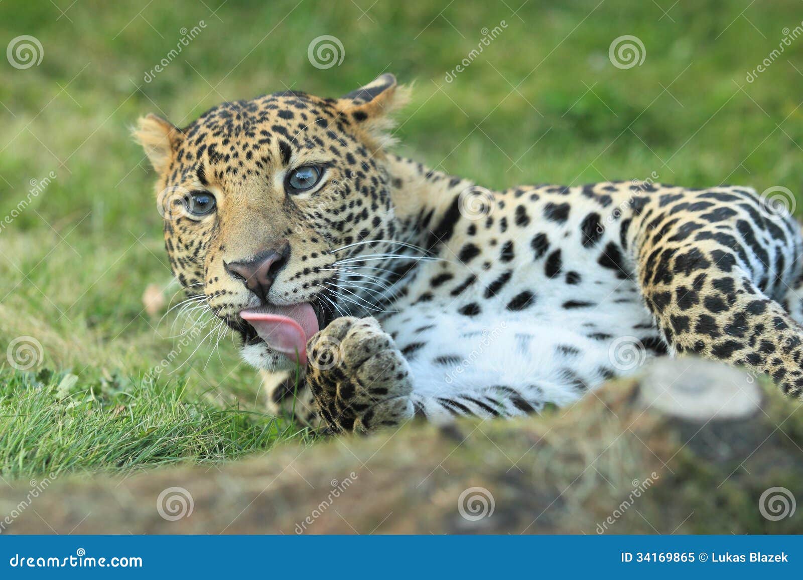 Javan leopard stock image. Image of javan, leopard, grass - 34169865