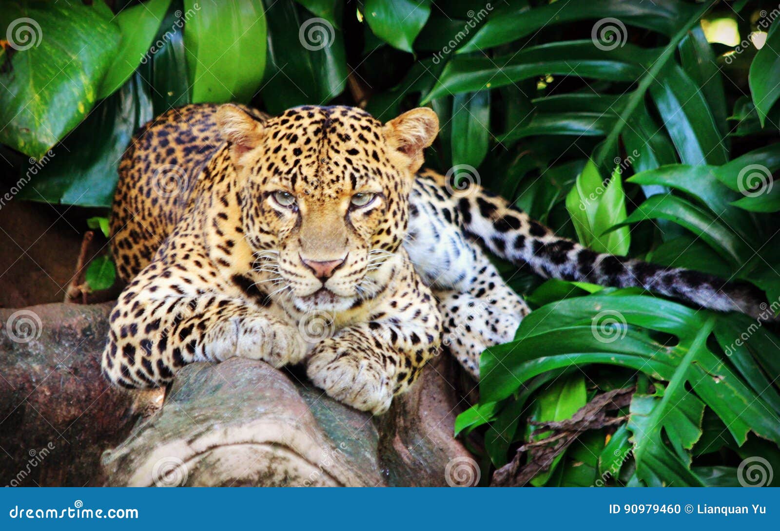 Javan leopard stock photo. Image of indonesia, africa - 90979460
