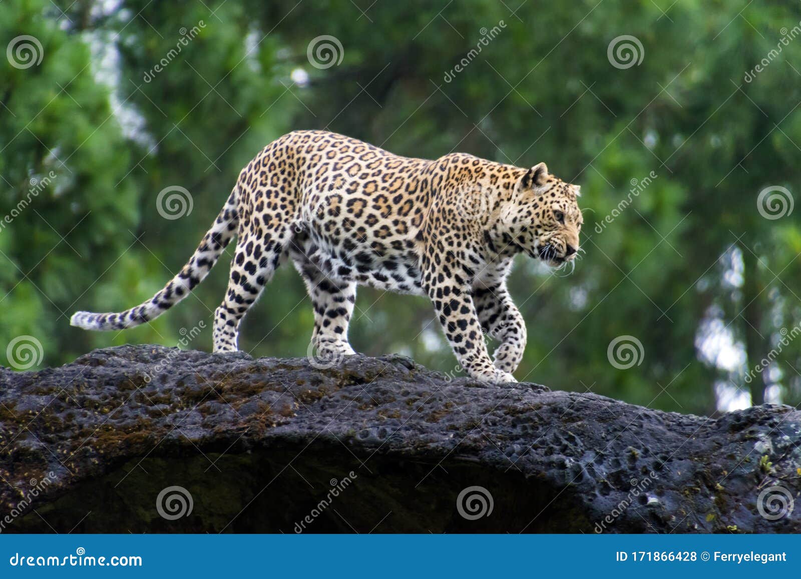 Javan Leopard, Panthera Pardus Melas, Portrait Of Cat Royalty-Free ...
