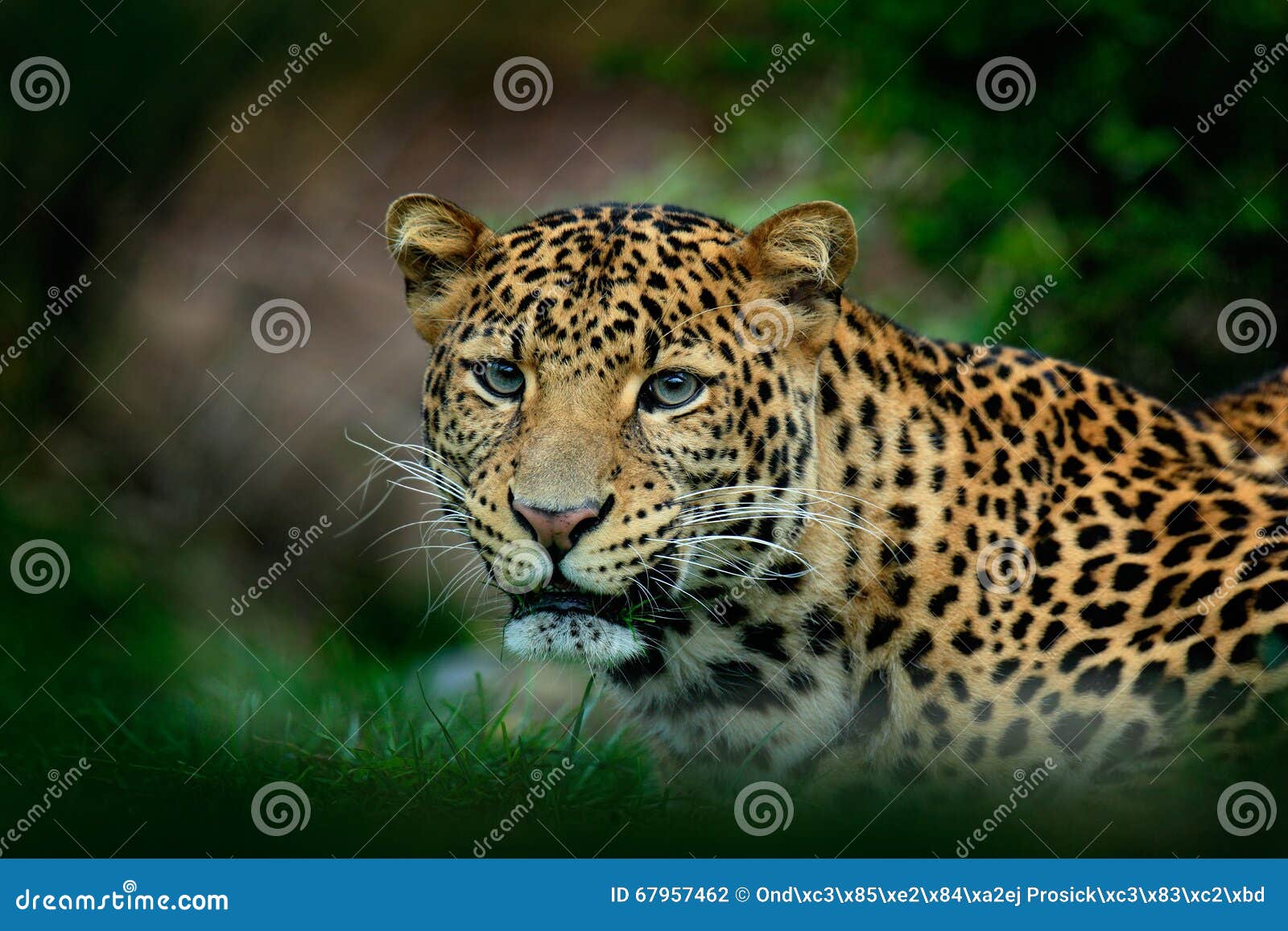 Javan Leopard, Panthera Pardus Melas, Portrait of Cat Stock Photo ...