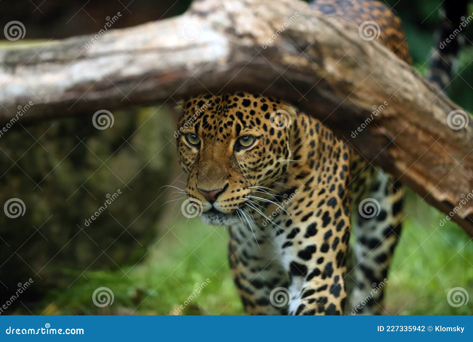 The Javan Leopard Panthera Pardus Melas, the Third Subspecies of ...