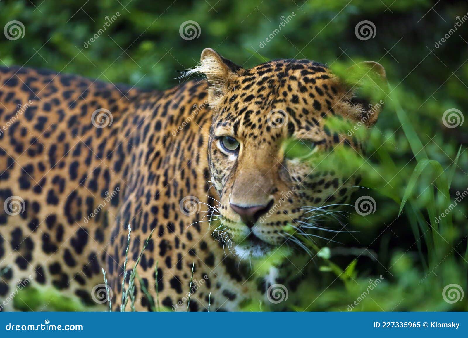 The Javan Leopard Panthera Pardus Melas, the Third Subspecies of ...