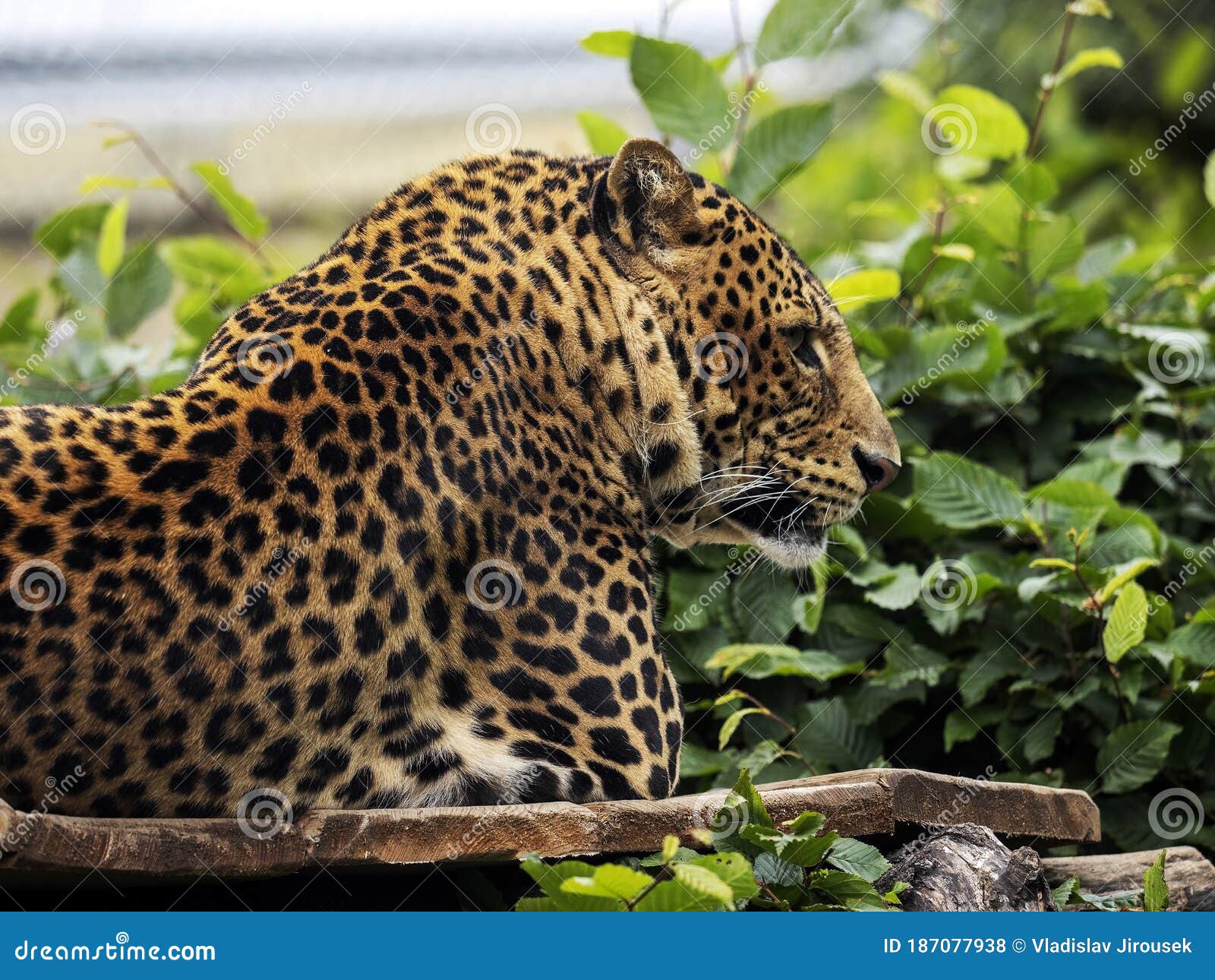 Javan Leopard, Panthera Pardus Melas, is Very Rare, Several Individuals ...