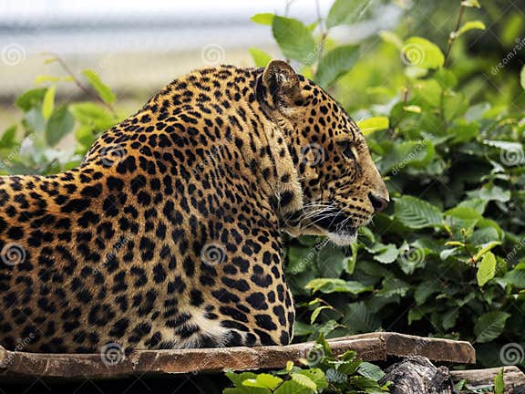 Javan Leopard, Panthera Pardus Melas, is Very Rare, Several Individuals ...